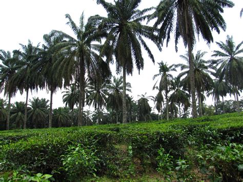 Satu Perjalanan Ladang Teh Bukit Cheeding
