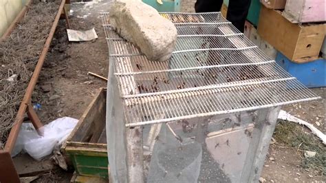 مصائد الدبور الاحمر Youtube