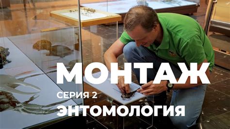 ПЧЕЛЫ НАРЫВНИК и маленькая божья коровка Монтаж выставки Youtube