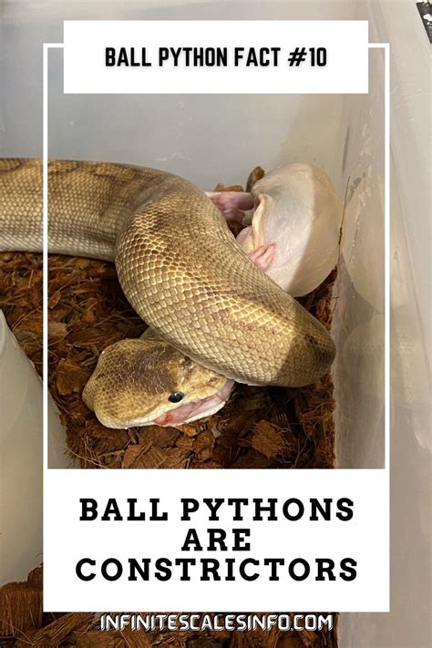 27 Ball Python Facts Only Ball Python Owners Know Artofit