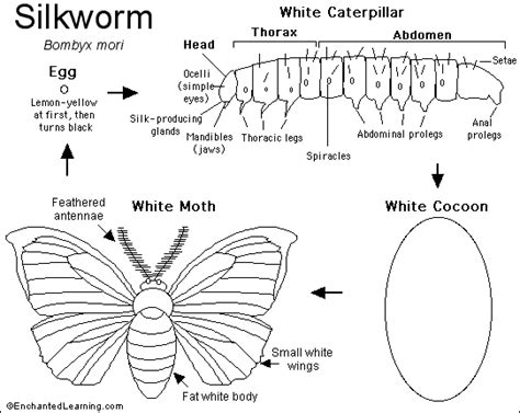 Silkmoth 千图网