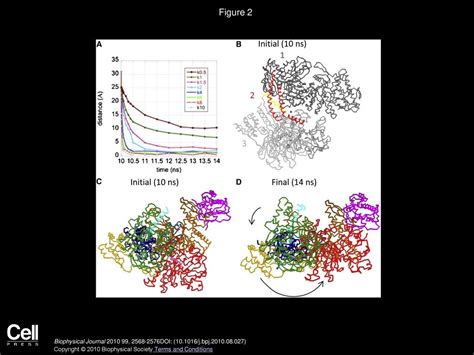 Molecular Dynamics Simulations Of Arp Complex Activation Ppt Download