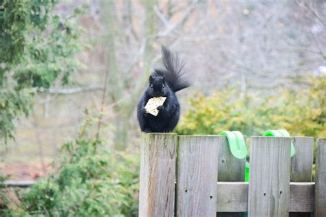 11 Black Squirrel Spiritual Meanings And Symbolism