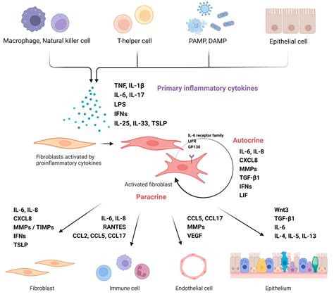 Fibroblasts
