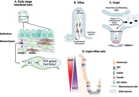 Schematic Of The Crypt‐villus Morphogenesis A Embryo Stage Crosstalk