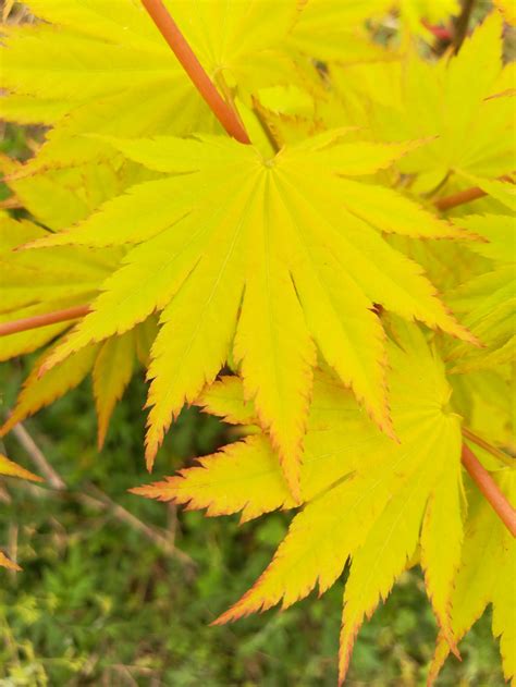 约旦枫树介绍品种浮云第2页大山谷图库