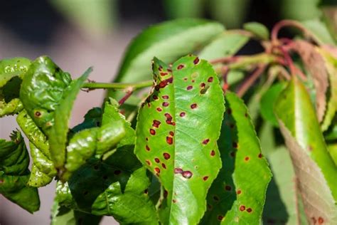 Manchas Cloróticas 스톡 사진 로열티 프리 Manchas Cloróticas 이미지 Depositphotos
