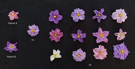 Varanasi Yasaswini Vishnu Priya Posted On Linkedin