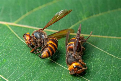 Voici L Arme Ultime Et Naturelle Pour Exterminer Les Frelons