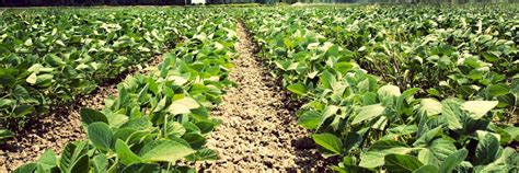 Farmer Sutra