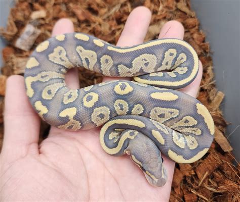blackhead hypo ball python by bobs balls morphmarket