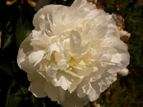 Pivoine Blanche Les Taxinomes