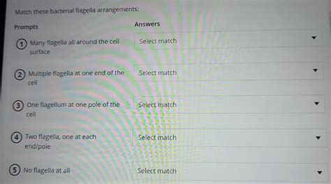 Solved Match These Bacterial Flagella