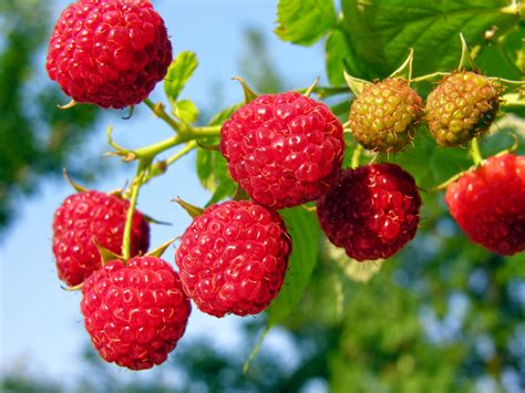 Types Of Raspberry Plants Food Gardening Network