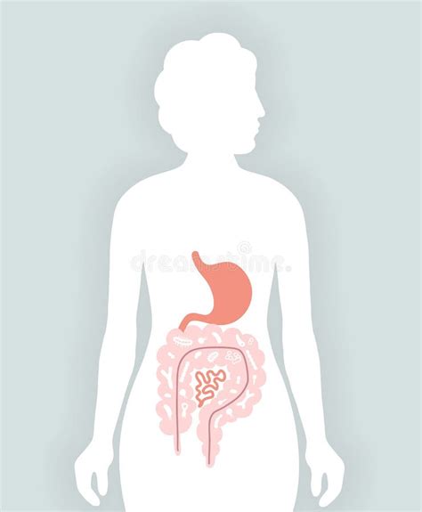 Human Microbiome Illustration With Intestines And Bacteria Vector