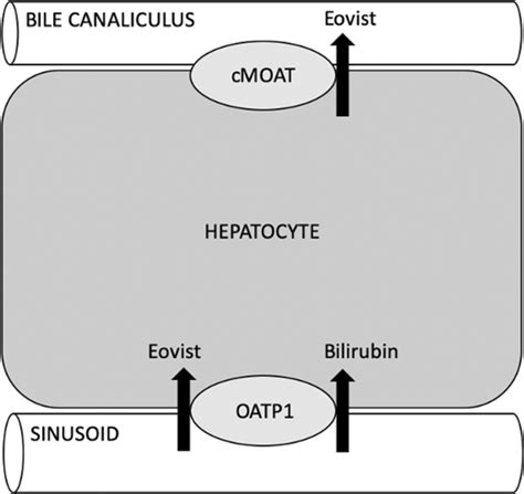 Hepatobiliary Excretion Pathway Download Scientific Diagram