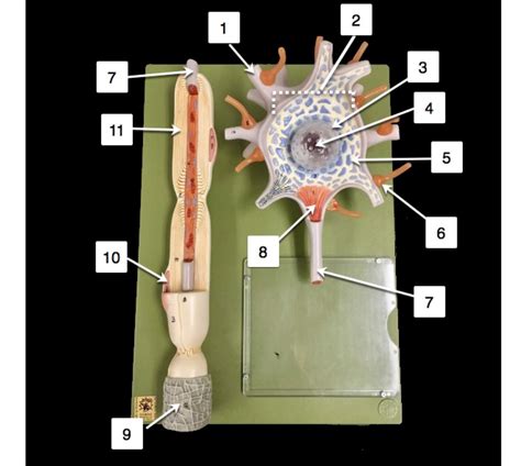 Neuron Model LAB Practice Diagram Quizlet