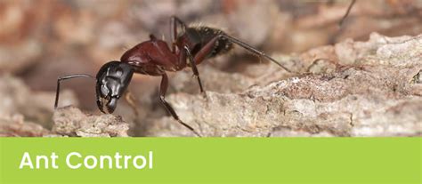 Expert Ant Control Melbourne Get Rid Of Ant Infestations