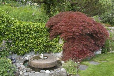 How Fast Does A Japanese Maple Grow Hunker