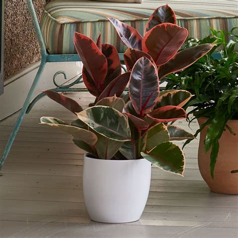 Ruby Rubber Plant White Flower Farm