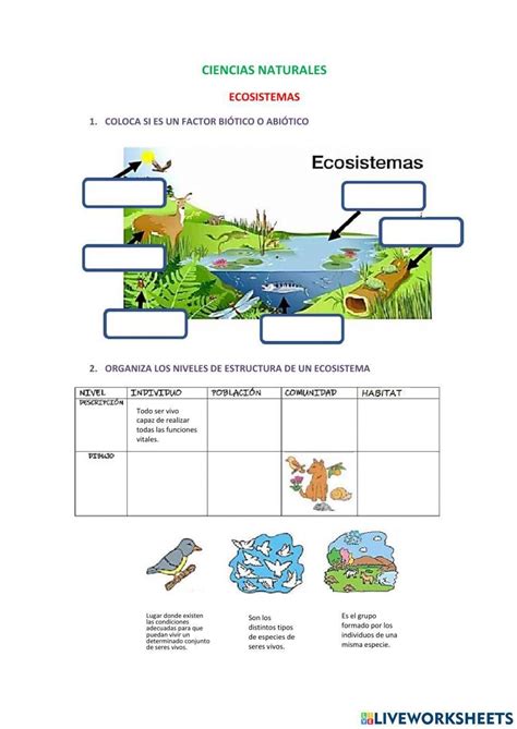 El Ecosistema Interactive Activity For Séptimo In 2024 Interactive