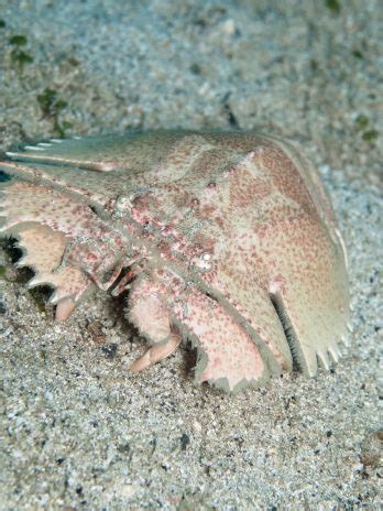 オオバウチワエビ setsukos room 海の生き物図鑑
