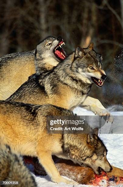 Grey Wolf Eating Photos And Premium High Res Pictures Getty Images
