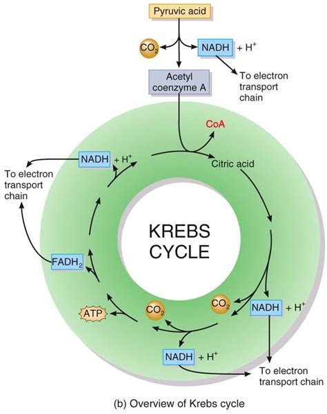Kreb Cycle Simple Biology Facts Teaching Biology Basic Anatomy And Physiology