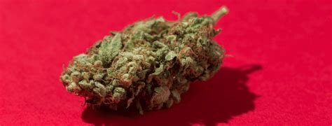 Cannabis Tolerance Breaks The Ultimate Guide Buy My Weed Online