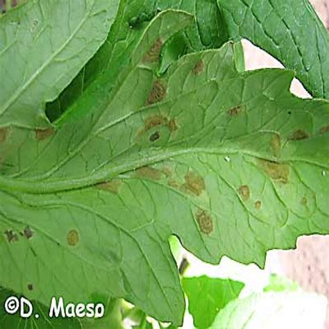 Plants Final Object Detection Model V5 800 And Augmentation By Plants Images