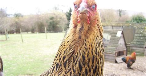 Grumpy Chicken Imgur
