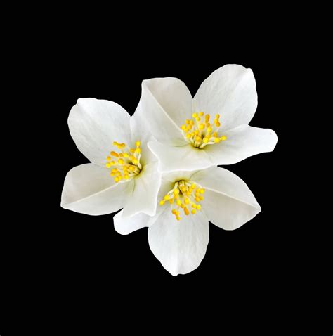 Pikake Flower Blossom Pure Perfume Rollerball Alcohol Free Etsy