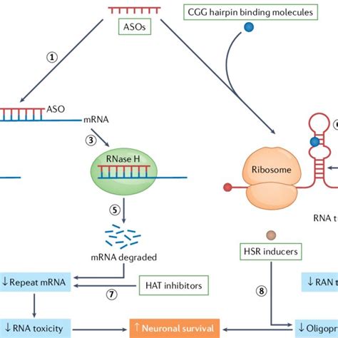 Possible Interventions In The Pathogenesis Of Cgg Repeat Disease