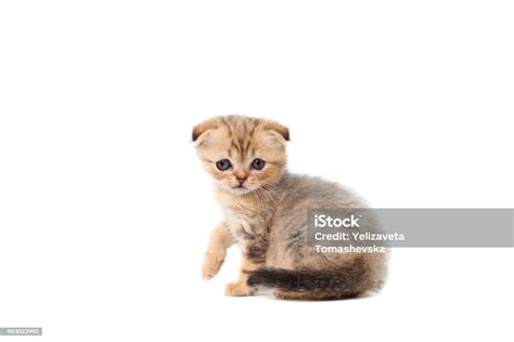 흰색 절연 배경 슬픈 매우 작은 솜 털 고양이 스코티시 폴드 벗는 아픈 눈으로 가르랑거림에 대한 스톡 사진 및 기타 이미지 가르랑거림 갈고리 발톱 고양이 새끼