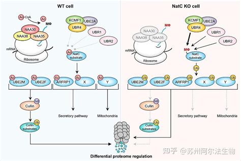 N端乙酰化与crispr Cas9技术 知乎