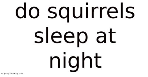 Do Squirrels Sleep At Night