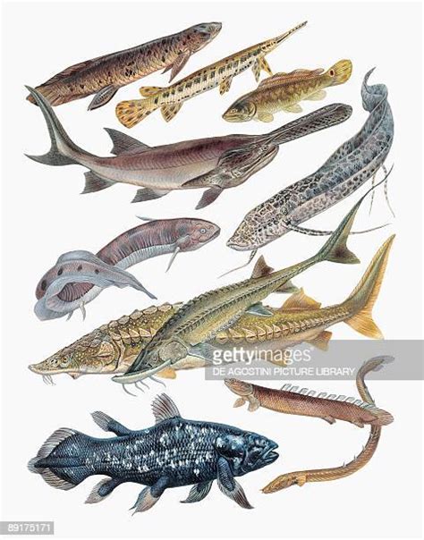 Acipenseriformes Photos And Premium High Res Pictures Getty Images