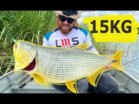 O DOURADO DE 15KG CAPTURADO EM TRÊS MARIAS MG PESCARIA DE DOURADO NO RIO SÃO FRANCISCO GUIA