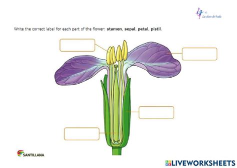 Partes De La Fl Free Interactive Worksheets 1893354