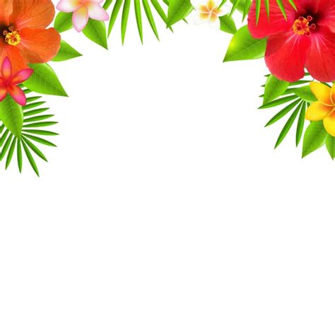 ᐈ Tropical Borders Stock Vectors Royalty Free Tropical Border