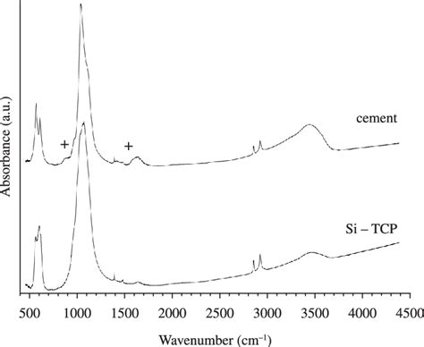 Ftir Spectrum Of α Tcp Powders And Cement Sample After 168 Hours Of