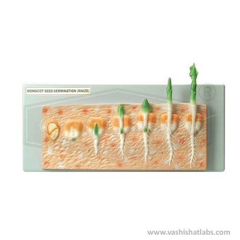 Monocot Seed Germination Maize Model