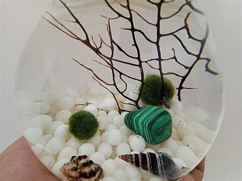 Marimo Terrarium Kit Bulb Round Terrarium With 2 Japanese Terrarium