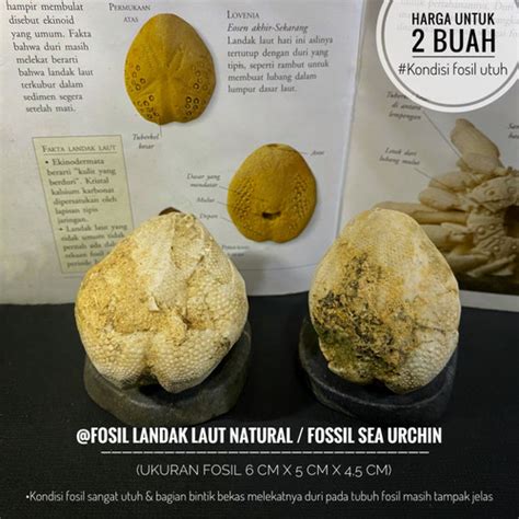 Jual Fosil Landak Laut Purba B15 Atau Fossil Sea Urchin Atau Fosil Bintang Laut Atau Fosil