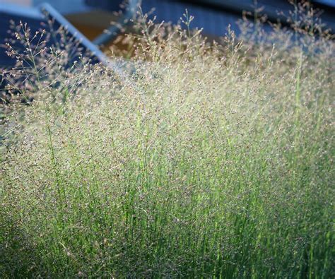 Unique Ornamental Native Grasses For Shape And Movement Gardening