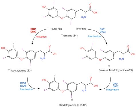 Selenoproteins In Health Encyclopedia Mdpi