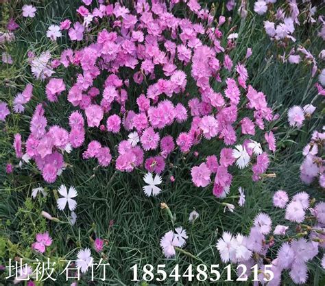 批发多年生草本花卉 地被石竹种子 常夏石竹 阿里巴巴