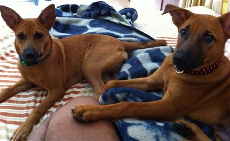 Anu Narang Narang Narang8 Twitter