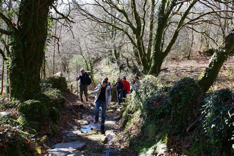 무료 이미지 나무 숲 황야 보행 꼬리 꽃 흐름 식물학 정원 삼림지 Ggl1 바베 라 3888x2592 471751 무료 이미지 Pxhere