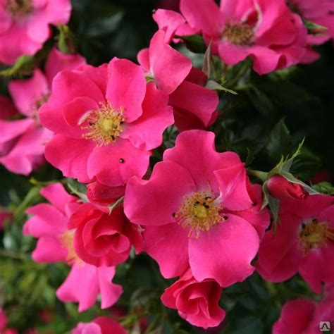 Штадт Ром Stadt Rom купить в Донецке Волновахе и ДНР по цене 350₽